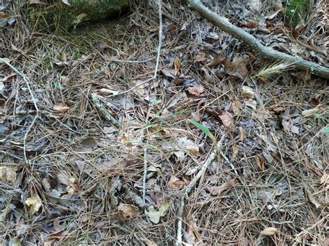 Wild Ryes And Wheatgrasses In August 2024 By Leila Dasher · Inaturalist