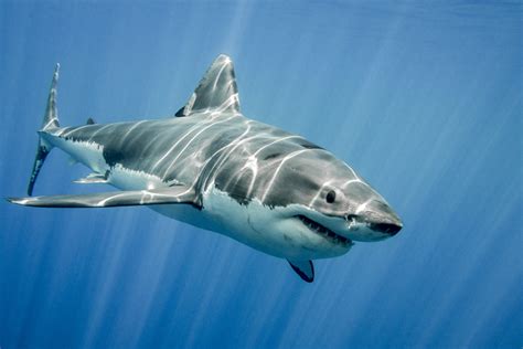 Shark Surfing The Risk Of Surfing In Shark Infested Waters
