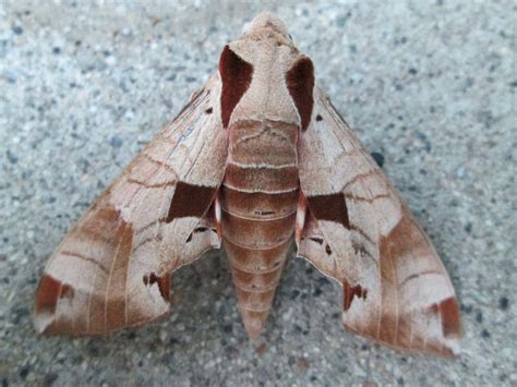 [100 ] Sphinx Moth Wallpapers