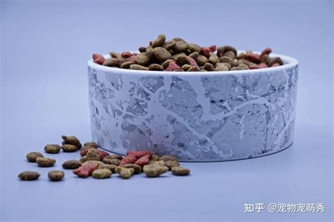 养大龄宠物，需要注意这几点 知乎