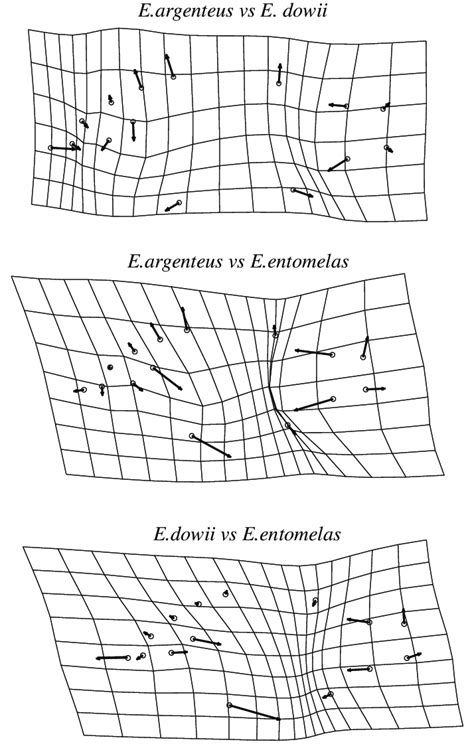thin plate spline showing the body deformation that represents the