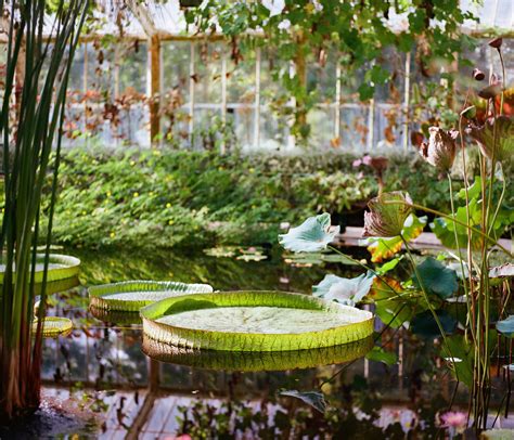 Waterlily House At Kew Gardens R London