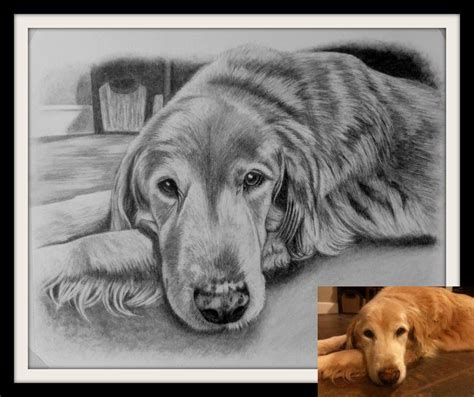 Yukon The Goldenretriever Sketch Done In 14x16 Size In Graphite