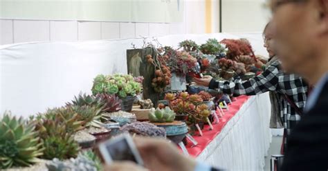 다육식물을 담다