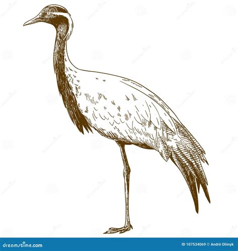 Demoiselle Crane Head Vector Illustration Flat Style Profile