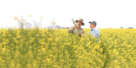 Raps In Der Fruchtfolge Bayer Cropscience Deutschland Gmbh