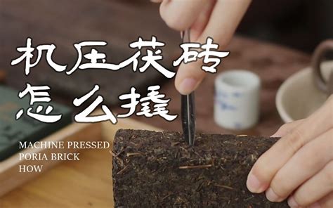 机压茯砖怎么撬 小师姐评茶 小师姐评茶 哔哩哔哩视频