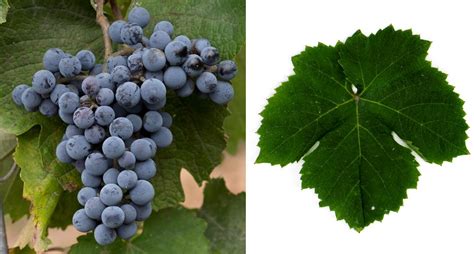 Kaberam Wein Plus Lexique