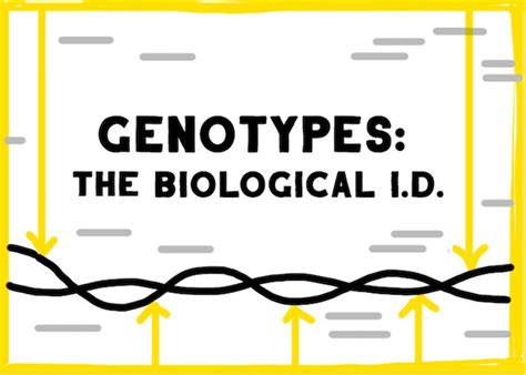 Learn About Dna Genotypes Biological Markers And More Hudsonalpha Institute For