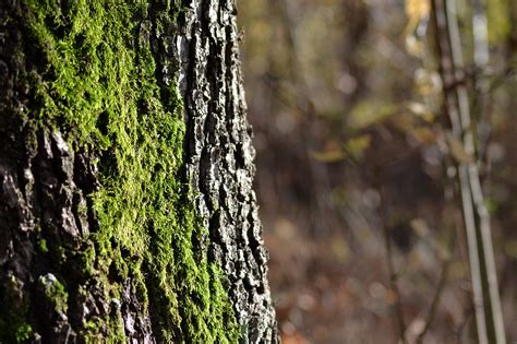 Moss Bark Tree Free Photo On Pixabay Pixabay