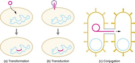 How Asexual Prokaryotes Achieve Genetic Diversity Microbiology Canadian Edition