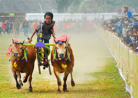 Kerapan Sapi Sebuah Budaya Yang Menduniakan Madura O O My Blog