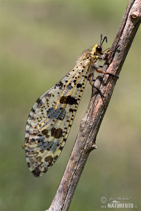 Antlion Photos Antlion Images Nature Wildlife Pictures Naturephoto