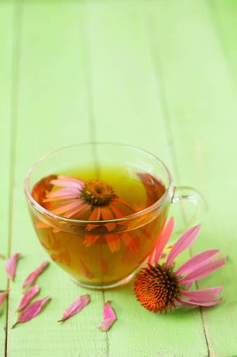 녹색 나무 테이블 텍스트 복사 공간에 Echinacea 차 한잔 0명에 대한 스톡 사진 및 기타 이미지 0명 건강관리와