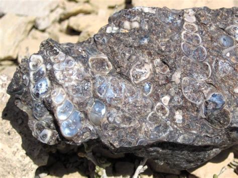 Fossil Agate Gallery
