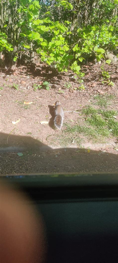 I Made Friends With This Squirrel Is It Possible To Sex Them From