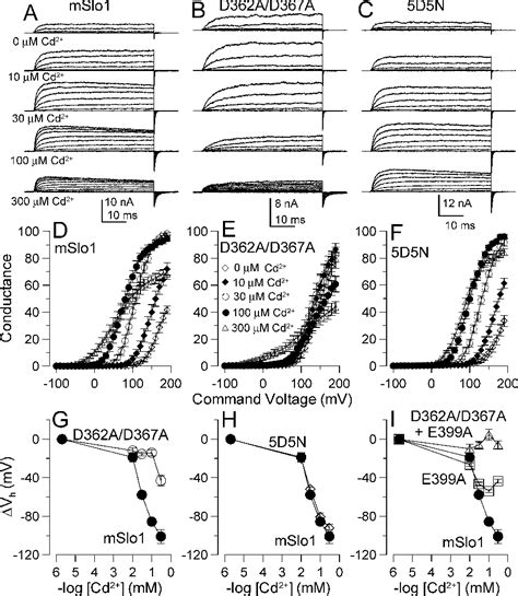 Figure 1 From Divalent Cation Sensitivity Of BK Channel Activation