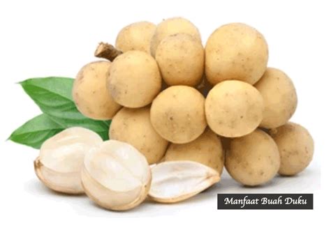 13 Manfaat Buah Duku Untuk Kesehatan Tubuh Bams