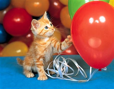 С днем рождения с рыжим котом - фото и картинки abrakadabra.fun