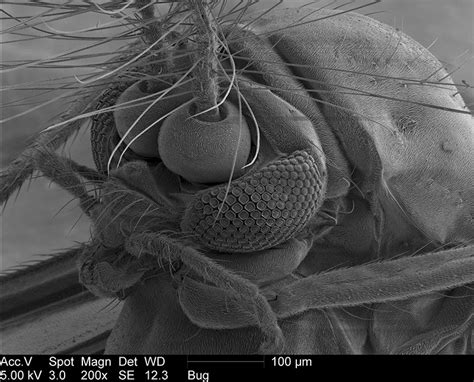 10 Fascinating Photos Of A Gnat Under An Electron Microscope The Eye