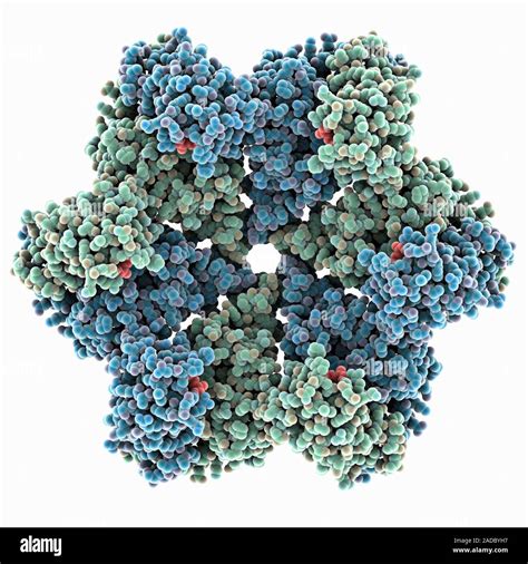 Aaa Protein Cbbx Molecule Computer Model Showing The Hexameric Structure Of The Aaa Protein
