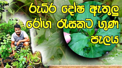 දත් වලට හිතකර හිස කෙස් වඩන ගුණ තියෙන ලස්සන පැලයක් 🇱🇰 Youtube