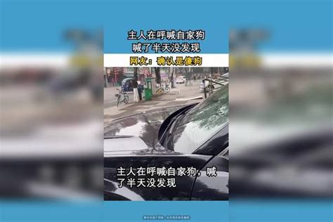 主人在呼喊自家狗，喊了半天没发现，网友：确认是傻狗！