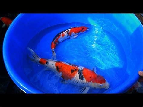 Koi Fish Identification Most Popular Varieties Of Koi Next Day Koi