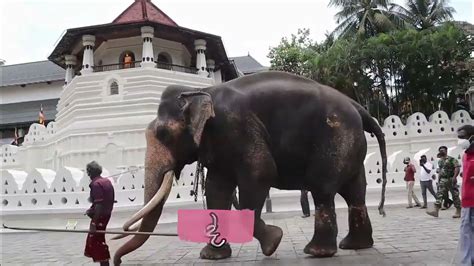 නැදුන්ගමුවේ රාජා වෙනුවෙන් ගැයෙන ගීතය Youtube