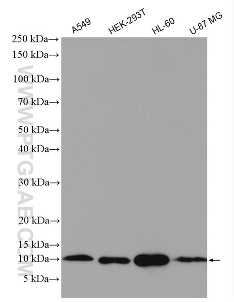 Mif Antibody 20415 1 Ap Proteintech