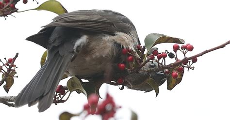 빨간 열매 탐하는 직박구리