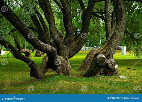 Fancy Tree Shapes Stock Image Image Of Trees Fanciful 90002707