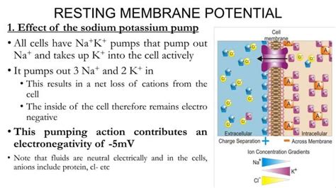1 Resting Membrane Potentialpptx Chemistry Science