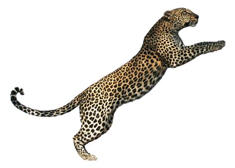 Download Jaguar Png Picture Hq Png Image Freepngimg