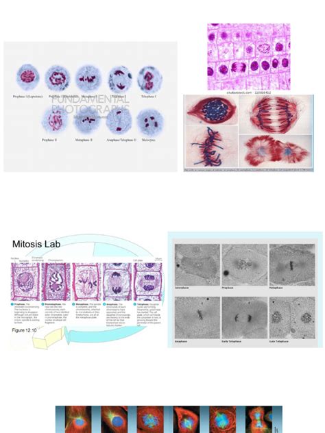 Cell Division Label Pdf