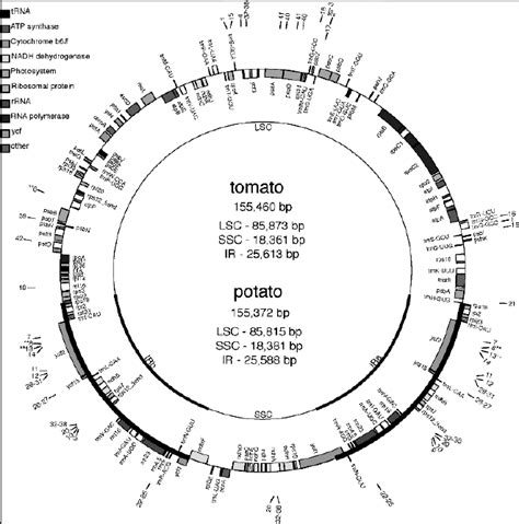 The Chloroplast Genome Schematic Representation Of The Plastid Genomes