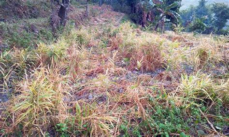 तनहुँमा अदुवा उत्पादन बढ्यो Nepal Marga