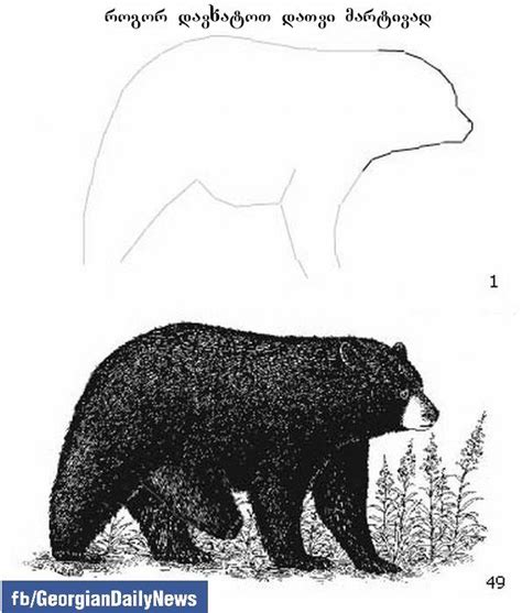 როგორ დავხატოთ დათვი მარტივად Georgian Daily News Facebook