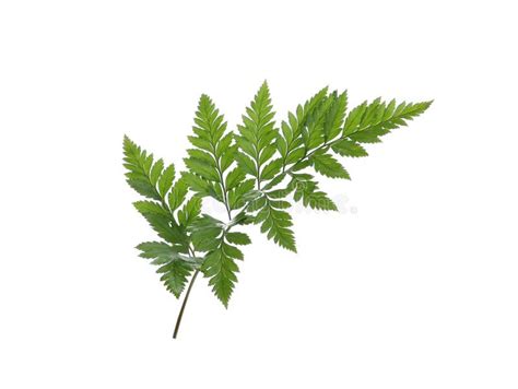 Hoja Verde Del Helecho Aislada En El Fondo Blanco Foto De Archivo