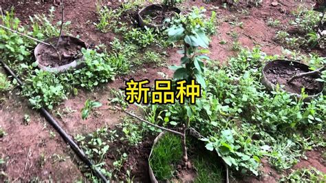 抖音助农 支持三农扶持三农发展 2024新农人计划 分享农业知识帮农民增产增收 来抖音学农技 新品种坐果表现。 Youtube