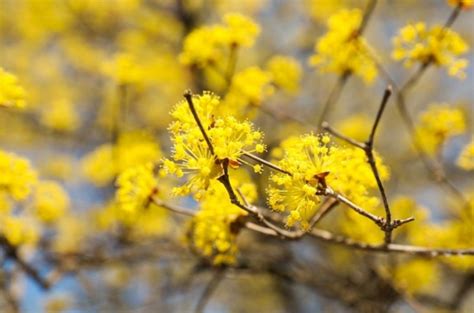 경기도 이천산수유축제 이천백사 산수유꽃축제 기본정보 산수유마을 3월 꽃구경 네이버 블로그