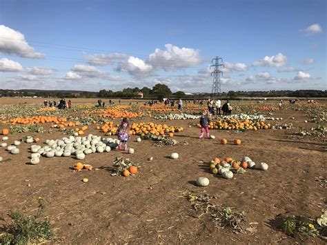 The Best Places To Go Pumpkin Picking In Essex 2022