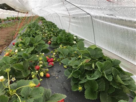 Runner Plants