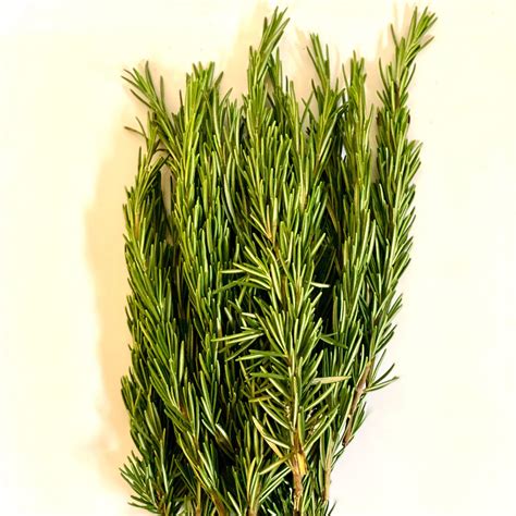 Rosemary 4oz Teddy Bear Fresh Produce