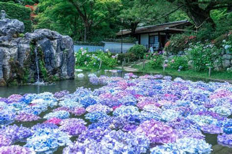 久安寺の紫陽花（あじさい）｜池田市｜カメラを片手に大阪へ