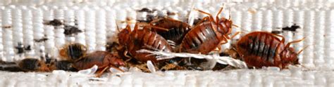 How To Identify And Address Bed Bug Infestations In A Hoarder S House