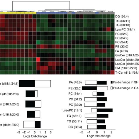Lipidomics Profiling Of The 14 Identified Lipid Species A Heatmap