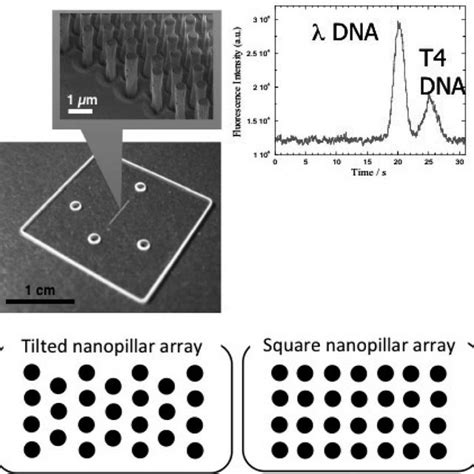 Imaging Of A Single Dna Molecule In A Nanoball Solution Download
