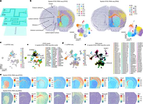 Spatial Chromatin Accessibility And Transcriptome Co Profiling Of P