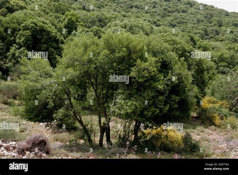 Palestine Oak Trees Or Quercus Calliprinos In Upper Galilee Remnant Of